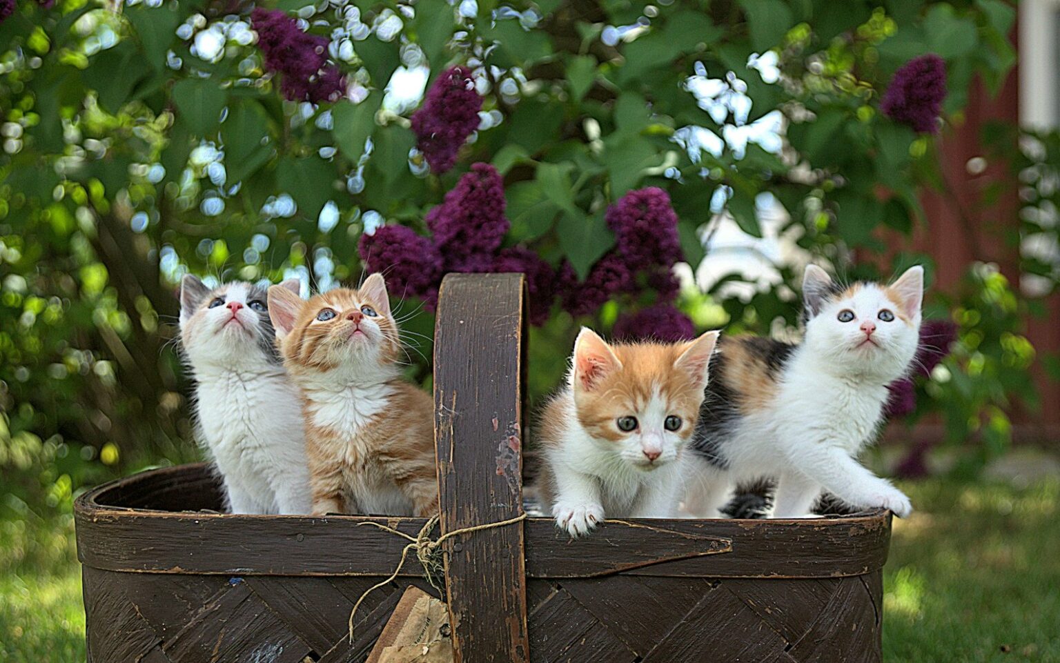 Quote Investigator® – Tracing Quotations