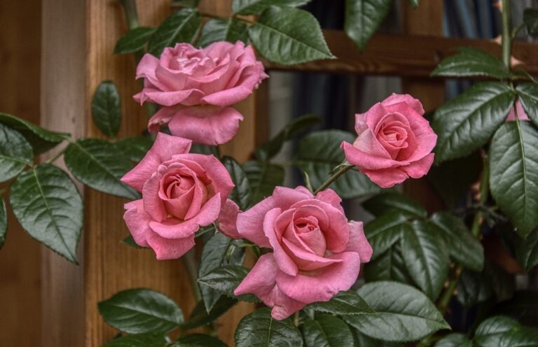 Quote Origin: God Gave Us Memory So That We Might Have Roses in ...