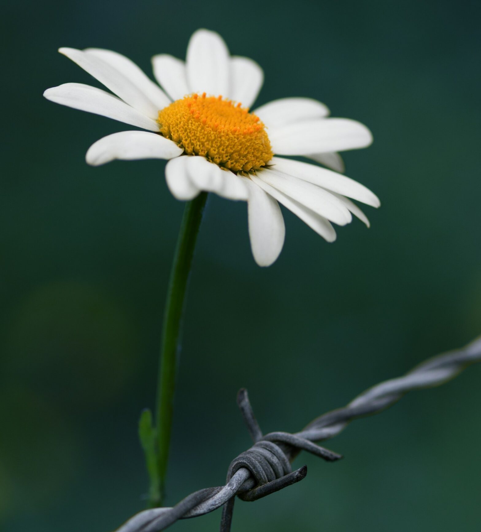 Quote Investigator® – Tracing Quotations