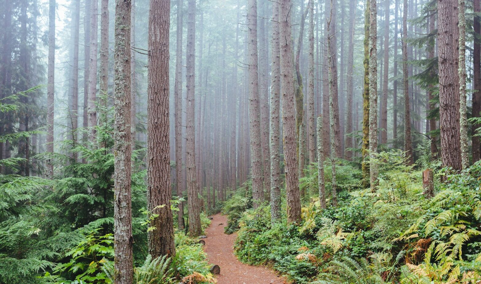 Quote Investigator® – Tracing Quotations