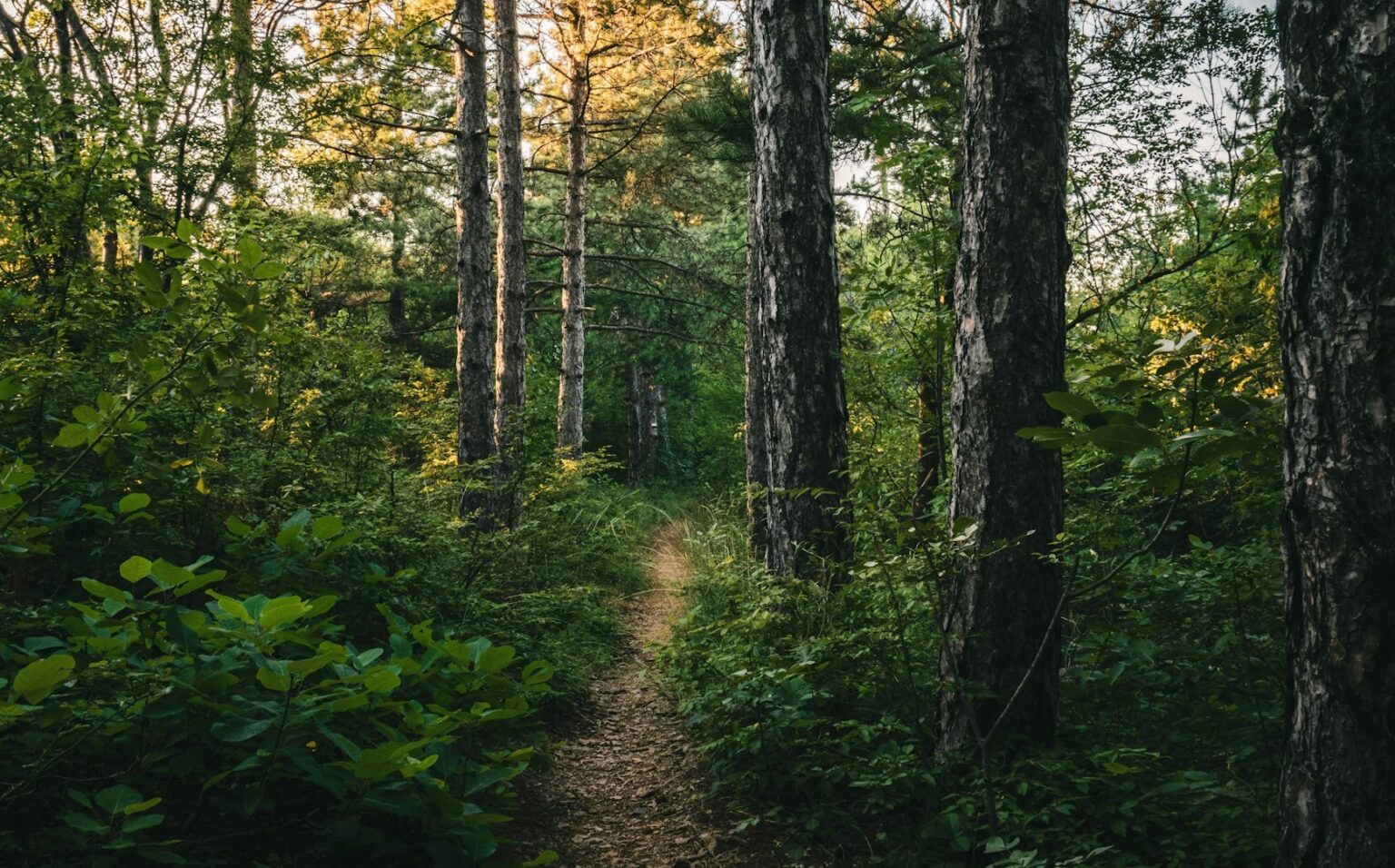 Quote Investigator® – Tracing Quotations