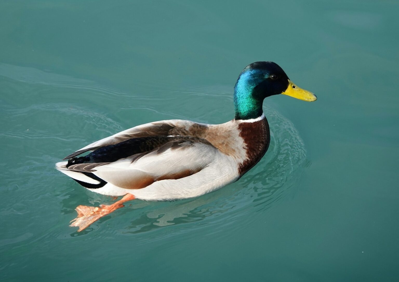 Catchphrase Origin: Can a Duck Swim? – Quote Investigator®
