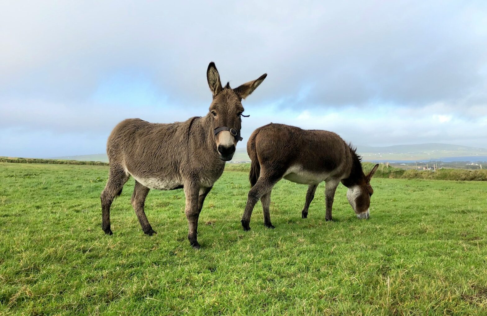 Anecdote Origin: “I Can Hear the Donkey Bray” “Do You Believe Me or the ...